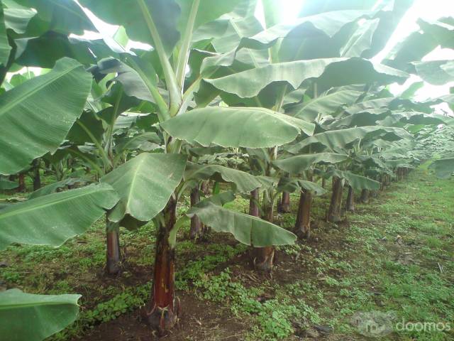 Doomos. VENDO HACIENDA BANANERA