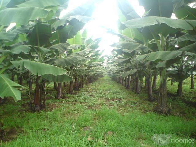 Doomos. VENDO HACIENDA BANANERA